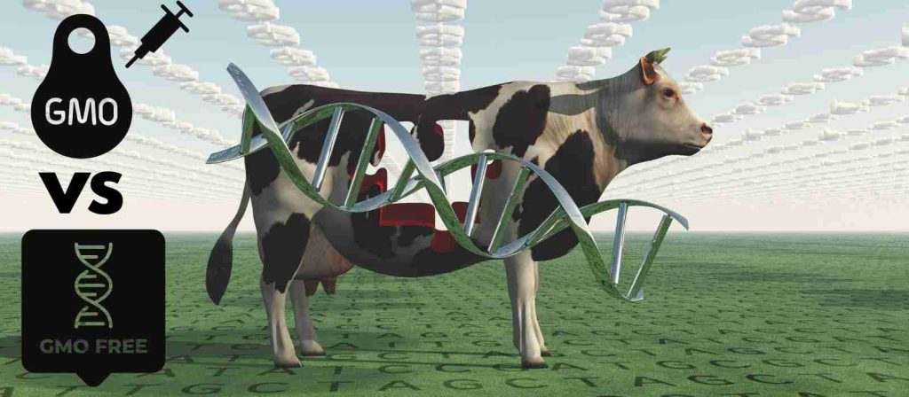 GMO vs Non GMO Formula: What's the Difference? - Mommy and Love