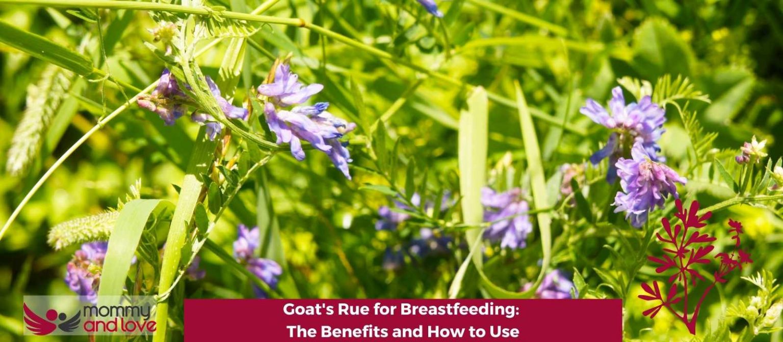 Goat's Rue for Breastfeeding: The Benefits and How to Use - Mommy and Love